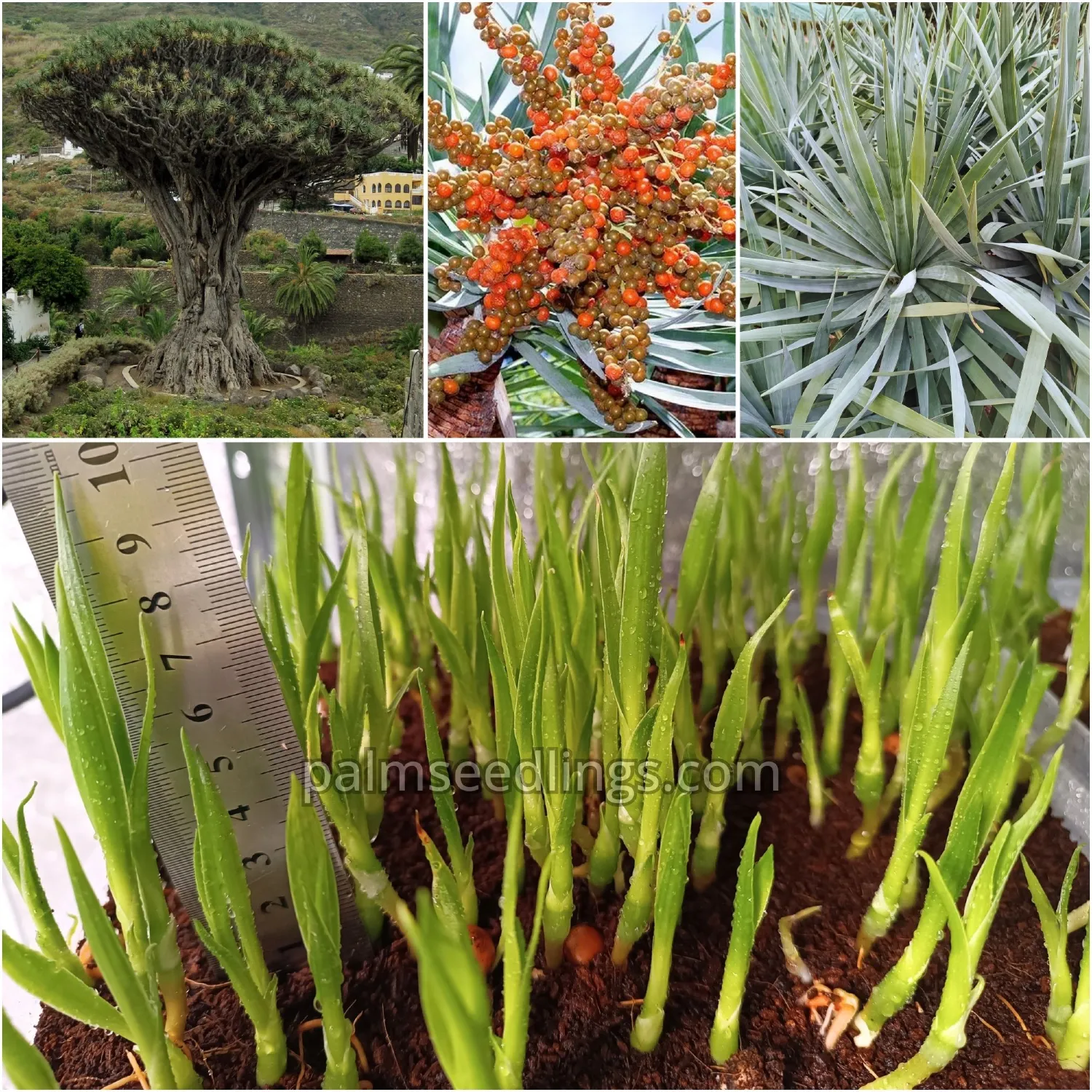 Dracaena Draco Seedlings - Rare Plant Seeds - Exotic Seeds and Plants