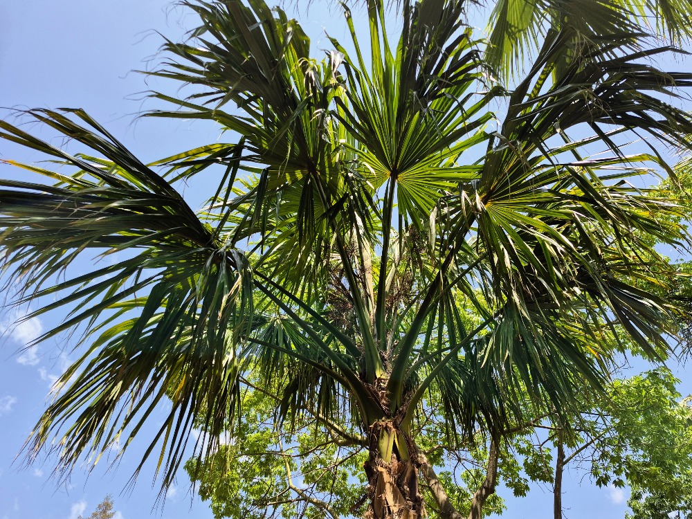 Sabal mauritiiformis seeds for sale - PalmSeedlings.com