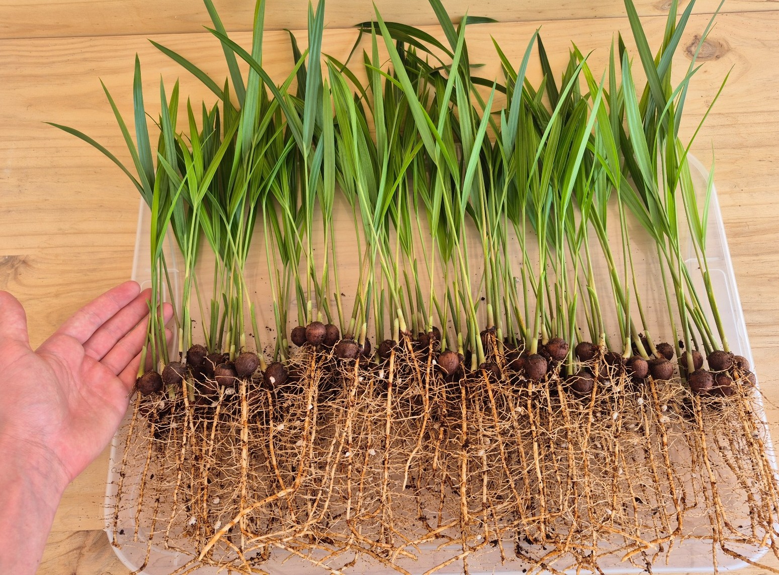 Shipping - PalmSeedlings