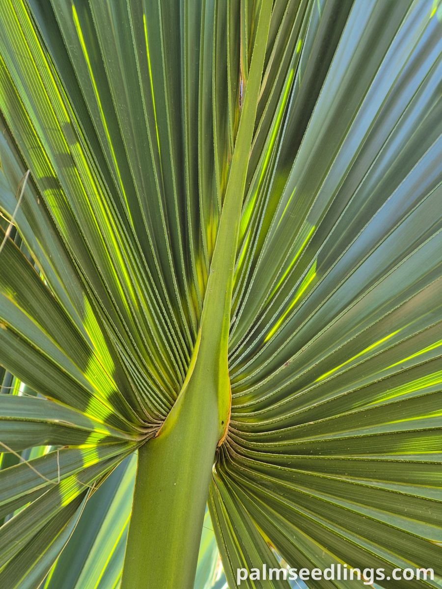 Semena Sabal maritima na prodej - PalmSeedlings.com